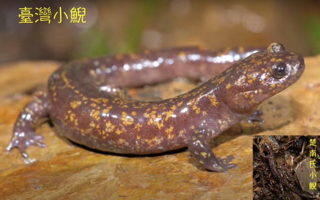 有尾目 – 生態 ∫環境 ∫文化