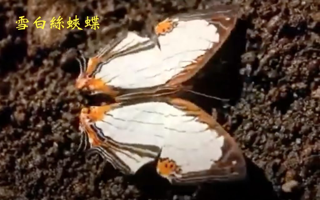 絲蛺蝶亞科 – 生態 ∫環境 ∫文化