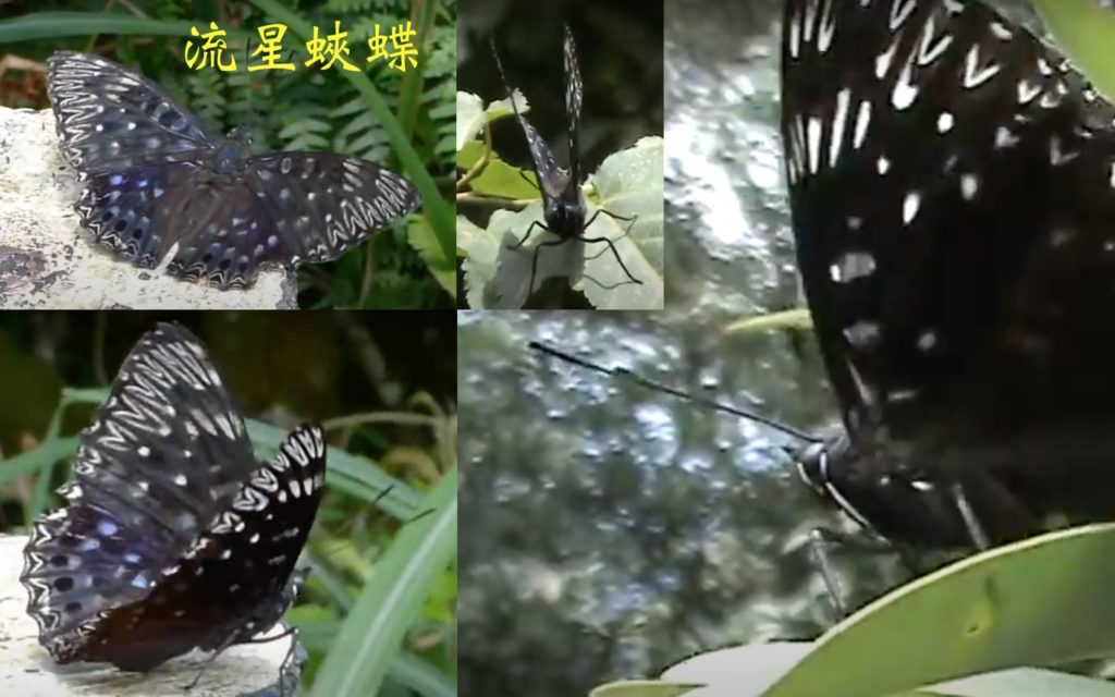秀蛺蝶亞科 – 生態 ∫環境 ∫文化